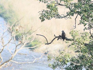 Lesser Fish-Eagle - eBird