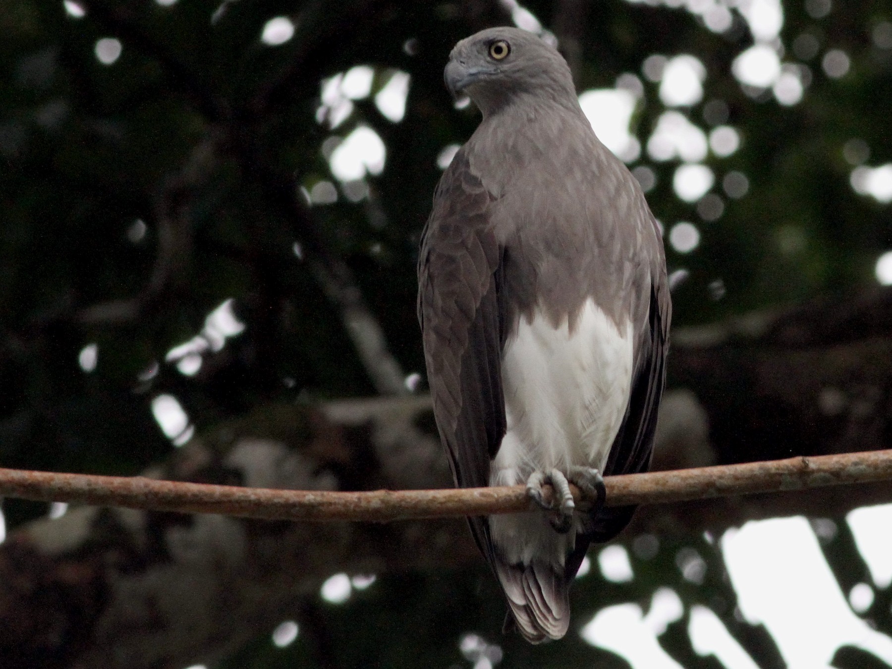 Lesser Fish-Eagle - eBird