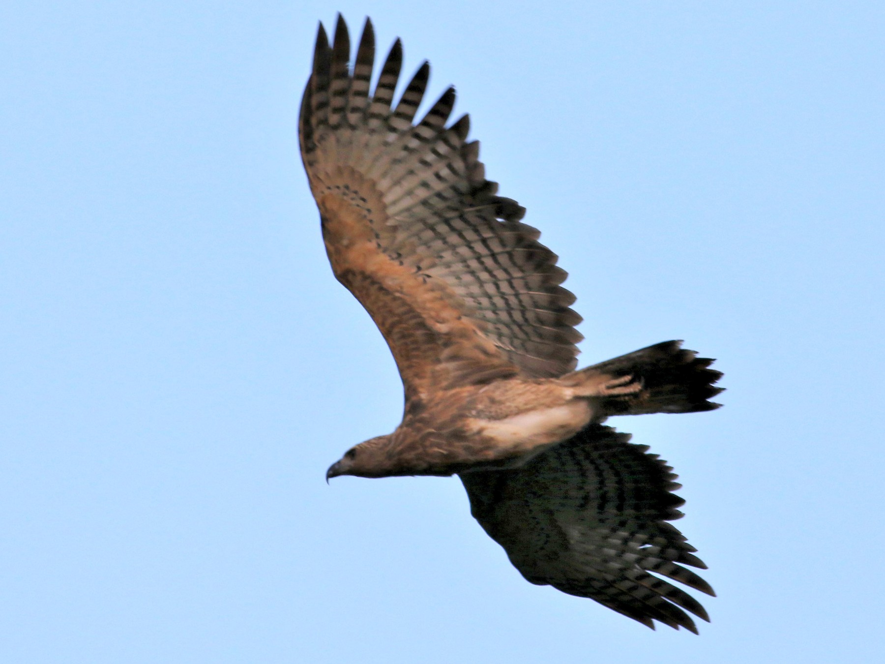 Gray-headed Fish-Eagle - eBird