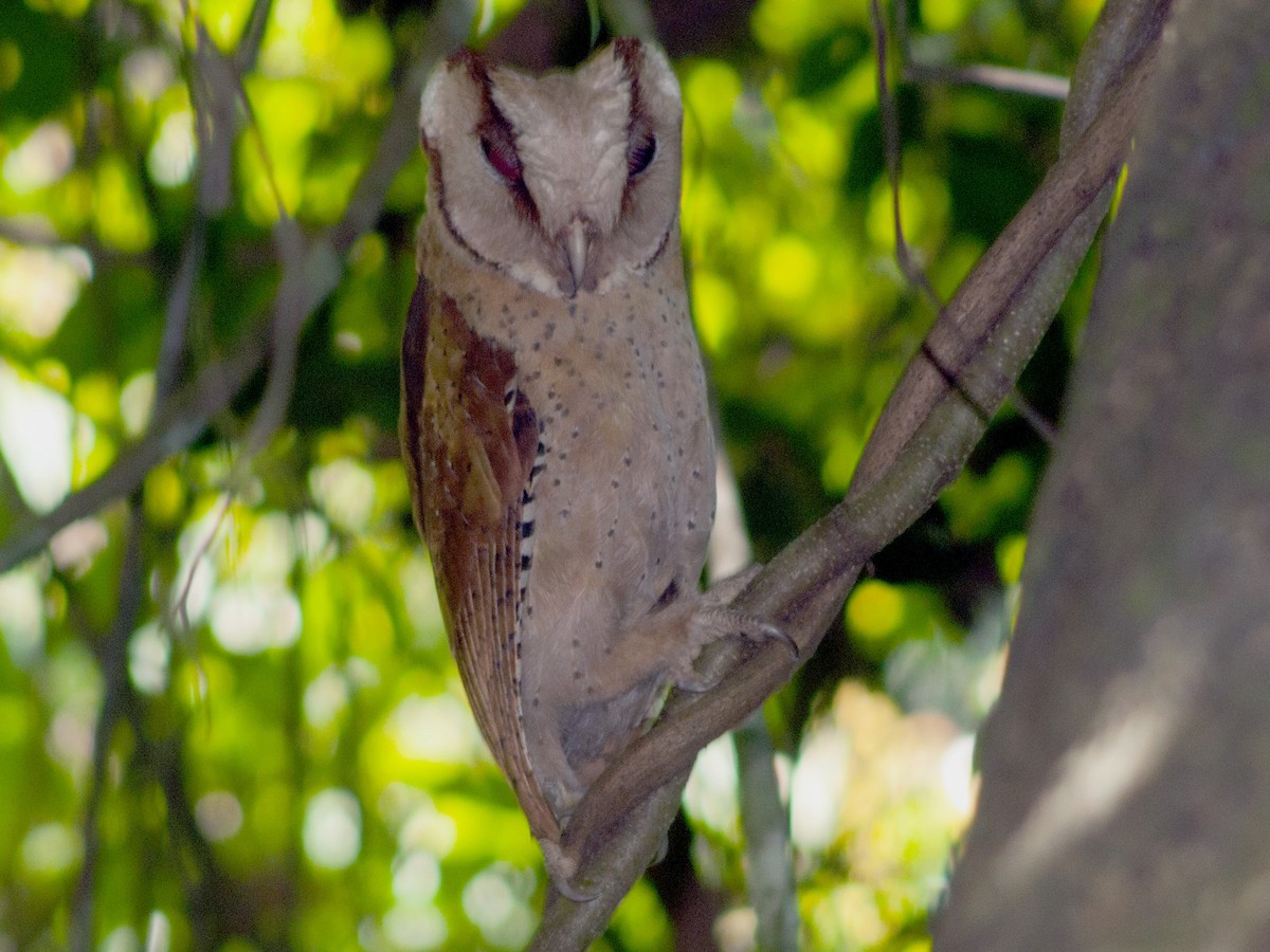 Sri Lanka Bay-Owl - Phodilus assimilis - Birds of the World