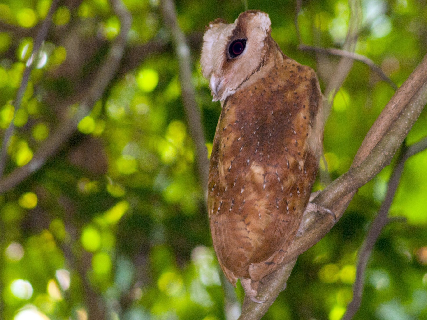 Sri Lanka Bay-Owl - eBird