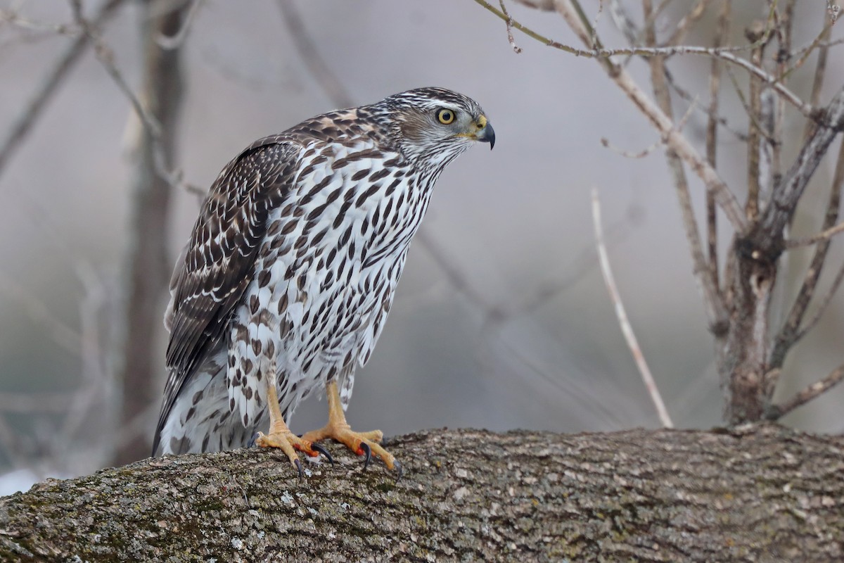 Win a free spot in the Cornell Lab's raptor identification course - eBird