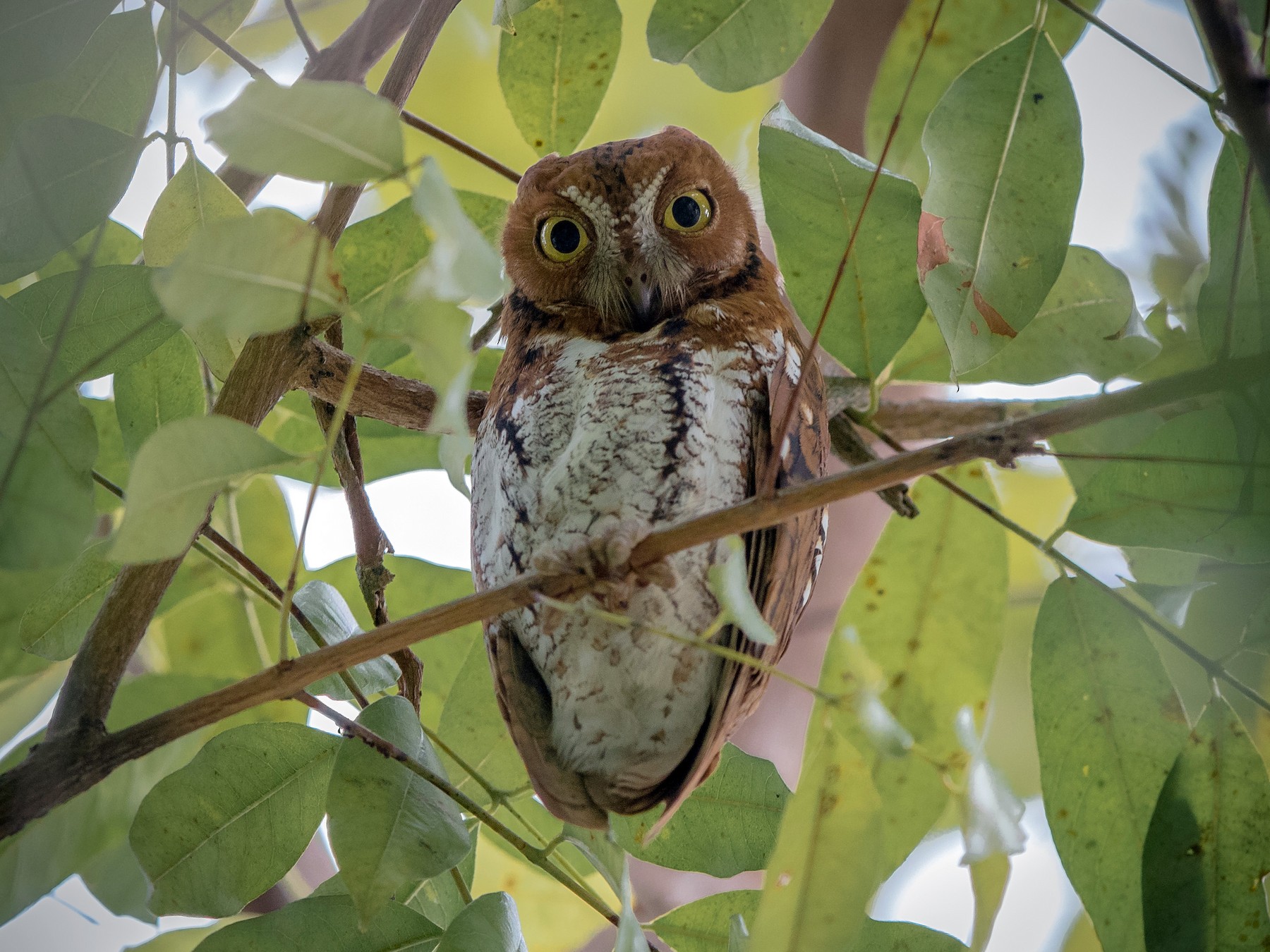 Oriental Scops-Owl - eBird
