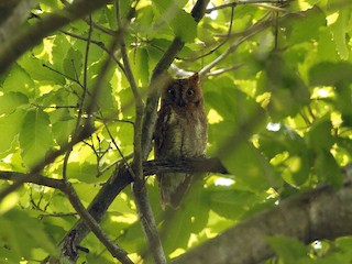Autillo Oriental - eBird