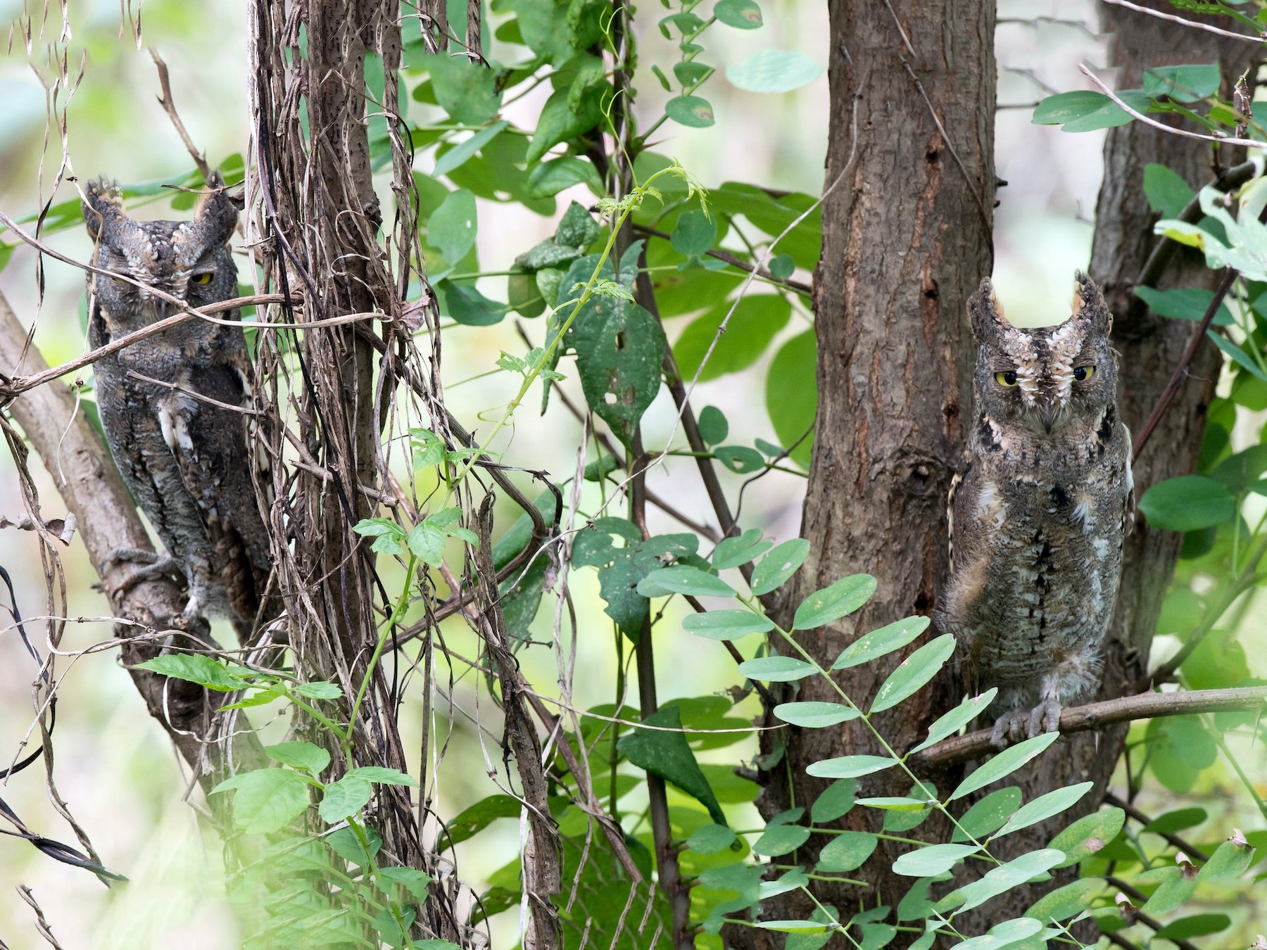 Oriental Scops-Owl - eBird