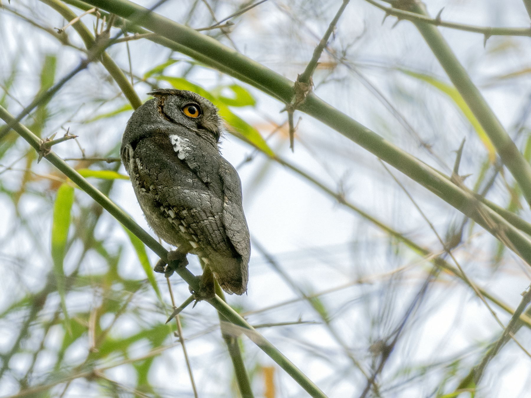 Oriental Scops-Owl - eBird