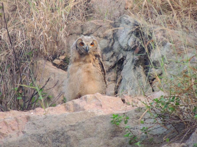 Rock Eagle-Owl (Indian Eagle-Owl) - eBird