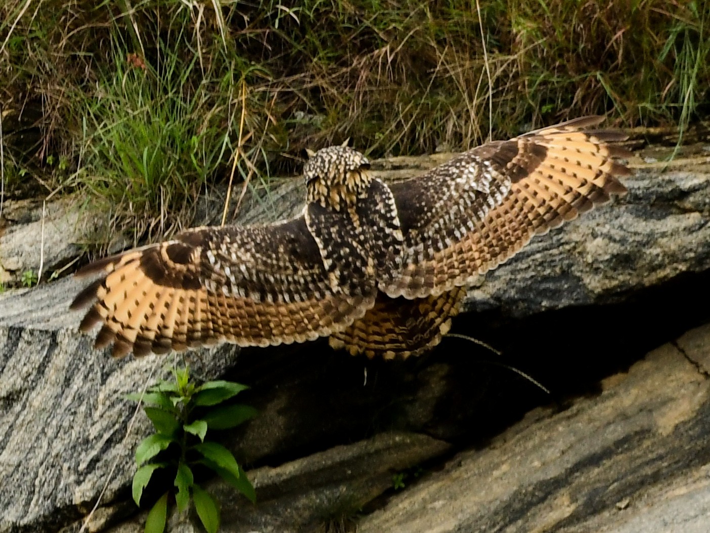 Rock Eagle-Owl - eBird