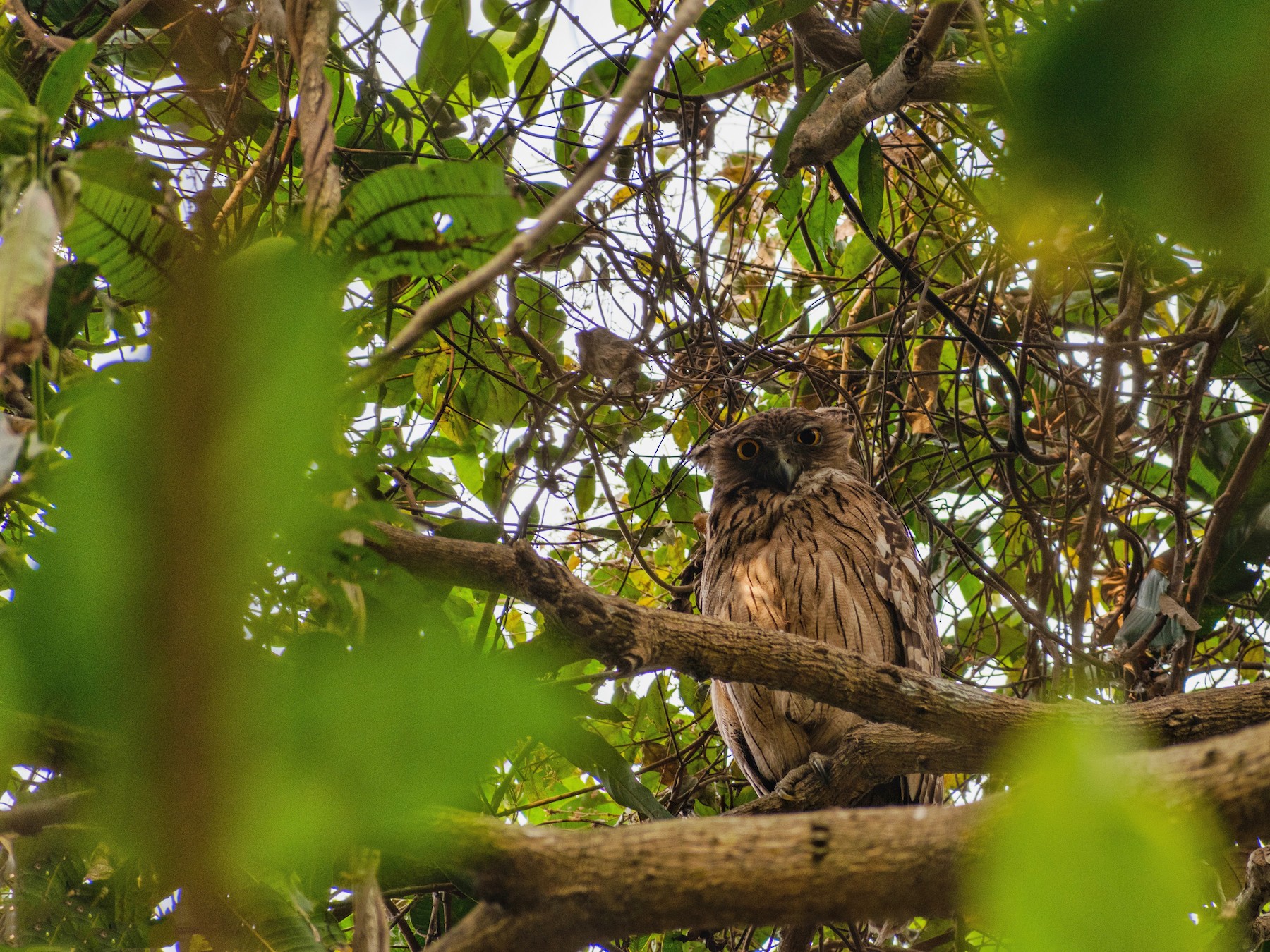 Brown Fish-Owl - eBird