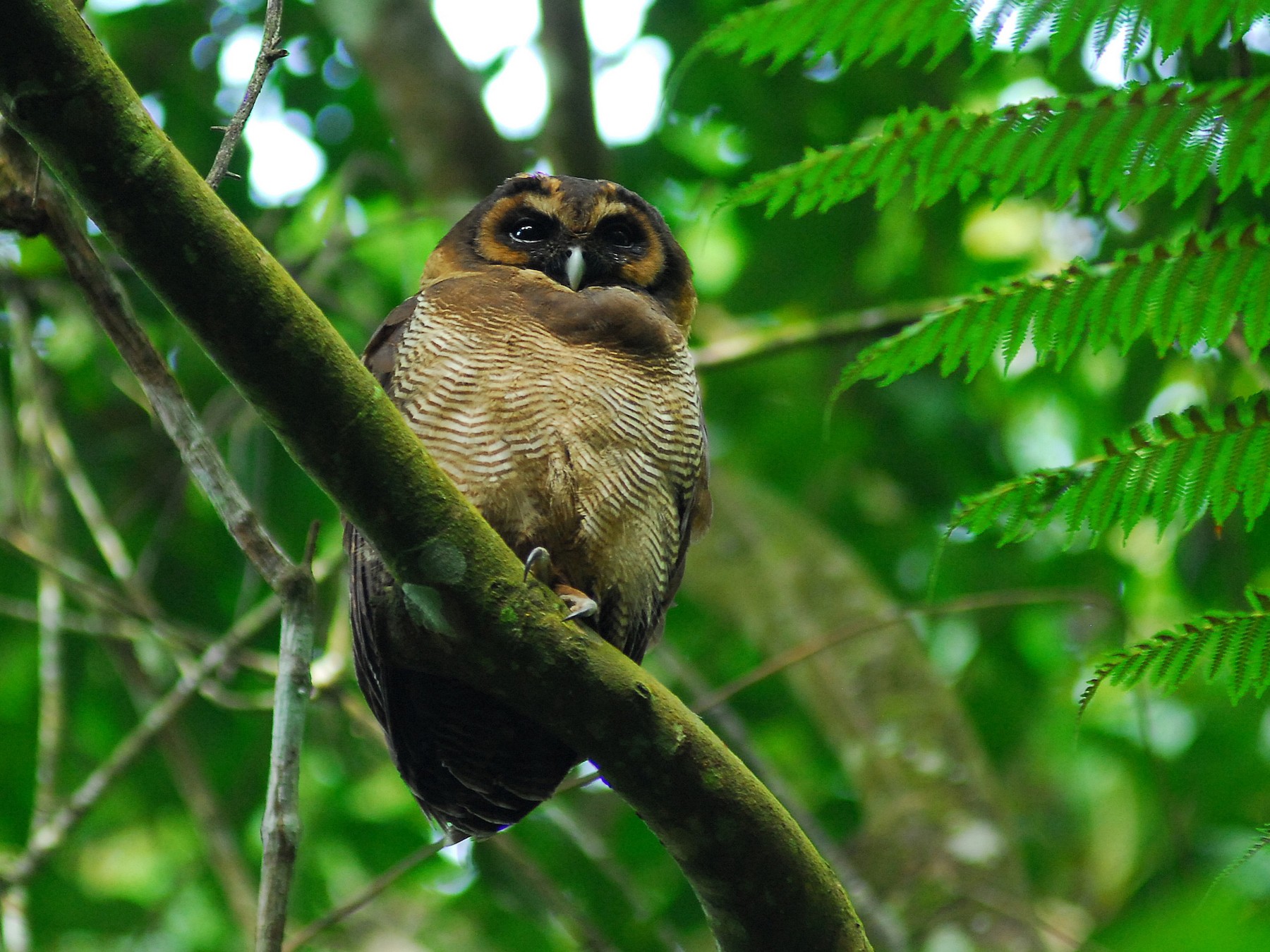 Brown Wood-Owl - eBird