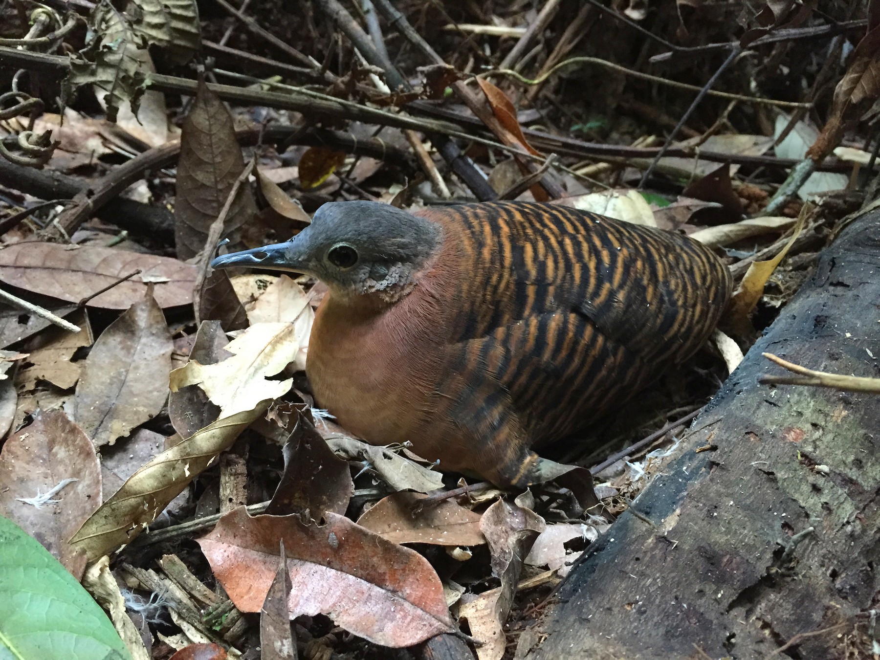 inhambu-anhangá - eBird