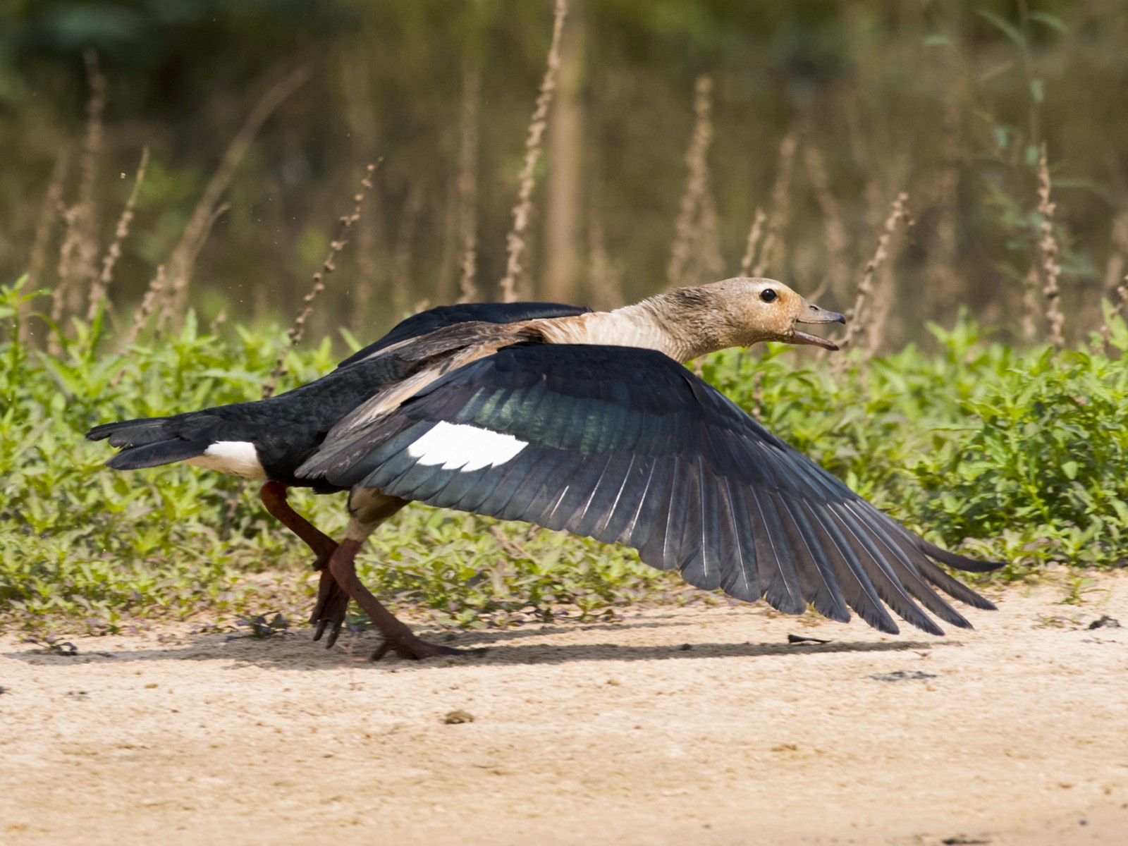 Orinoco Goose - eBird