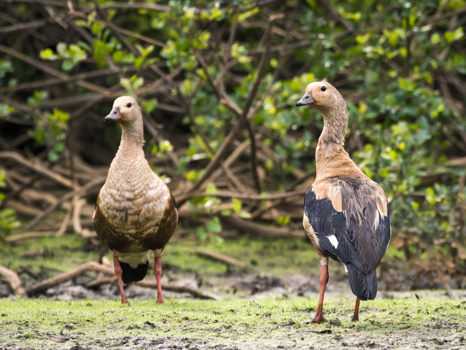 Orinoco Goose - eBird