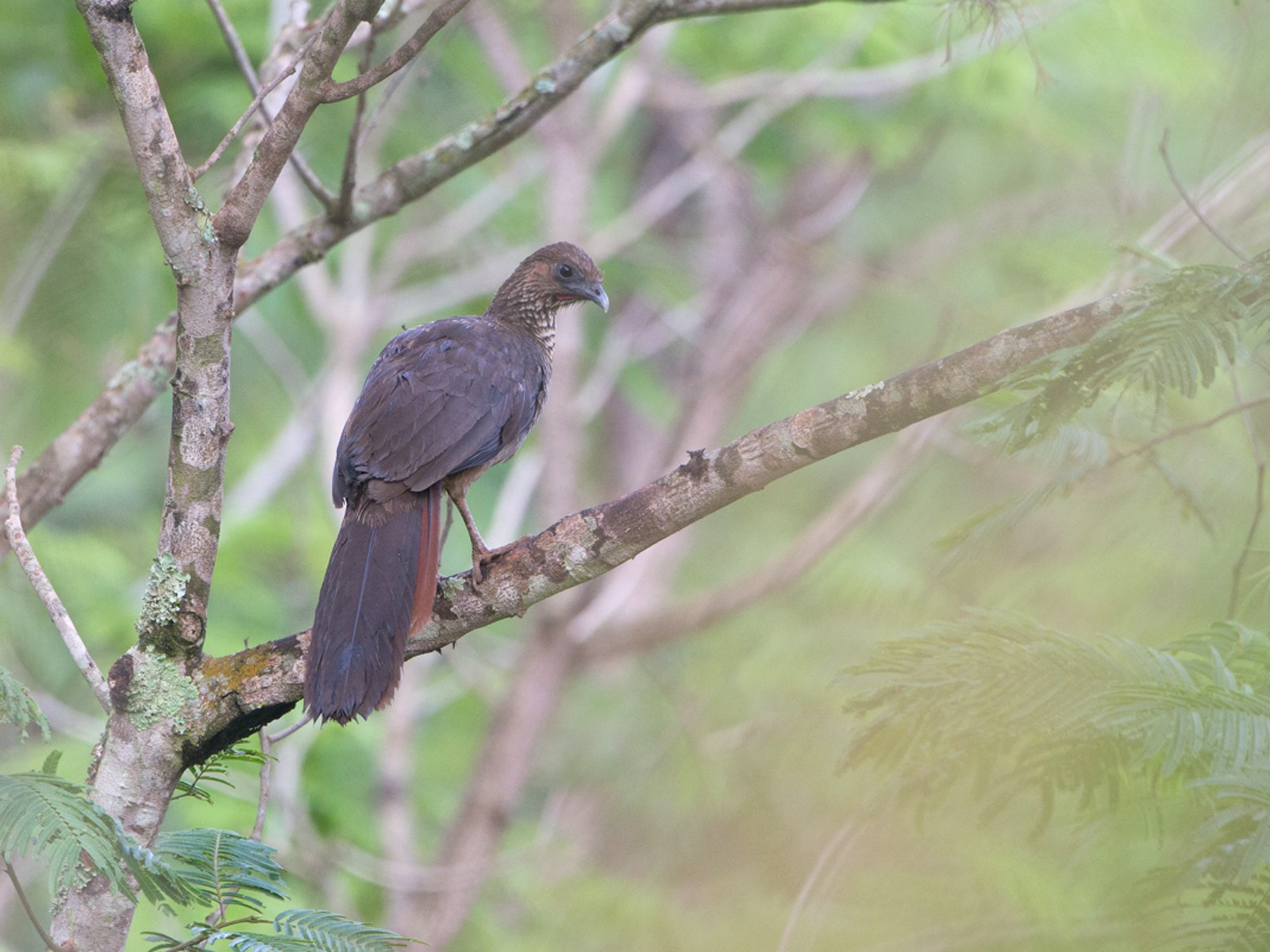 Speckled Chachalaca - eBird