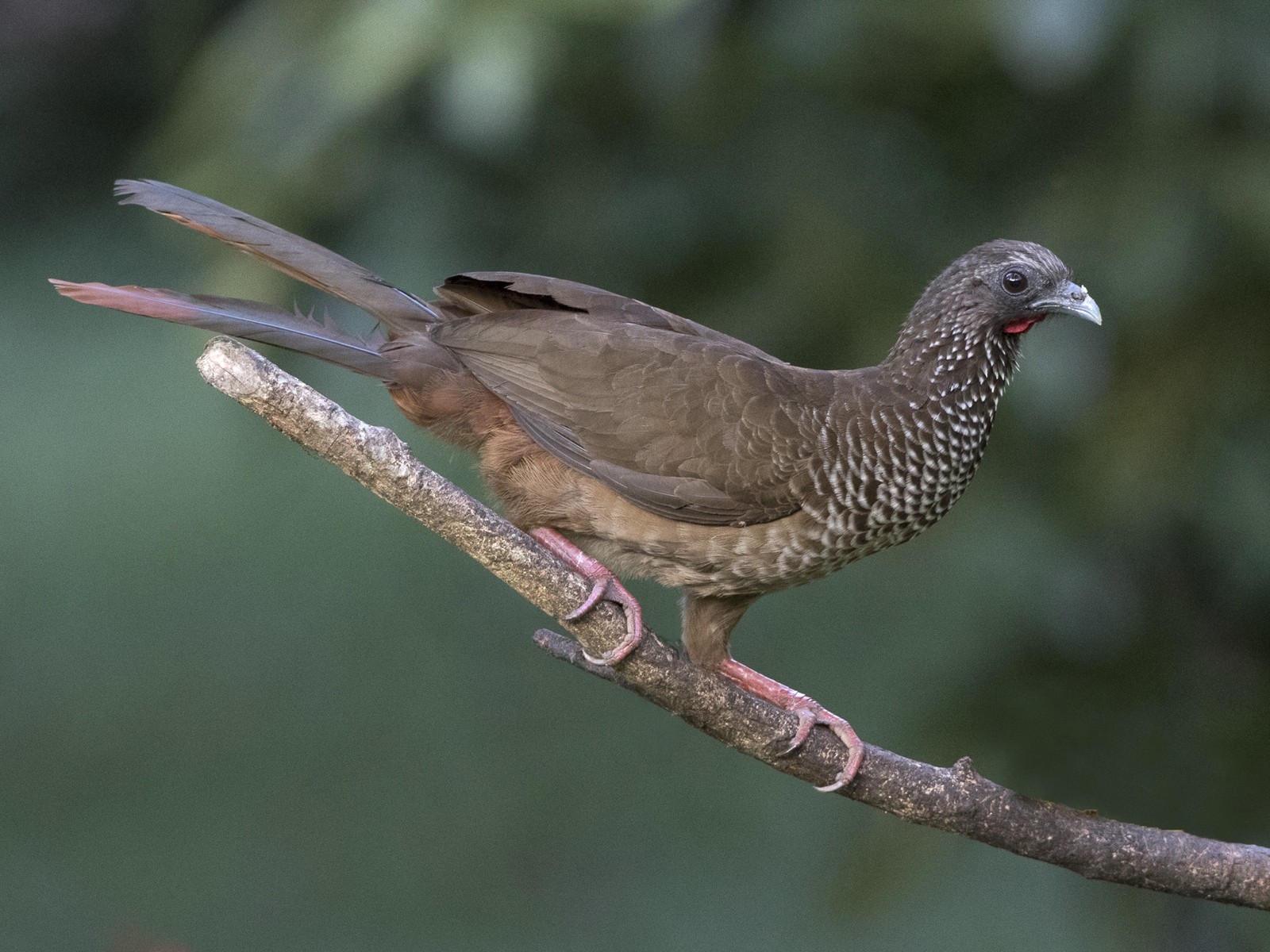 Speckled Chachalaca - eBird