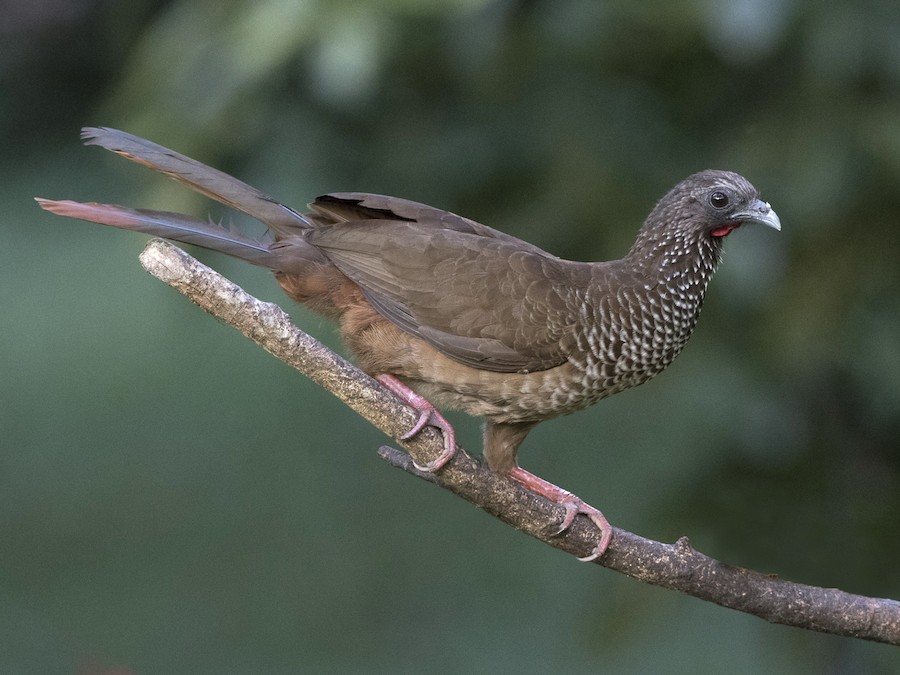 Chachalaca Moteada - eBird