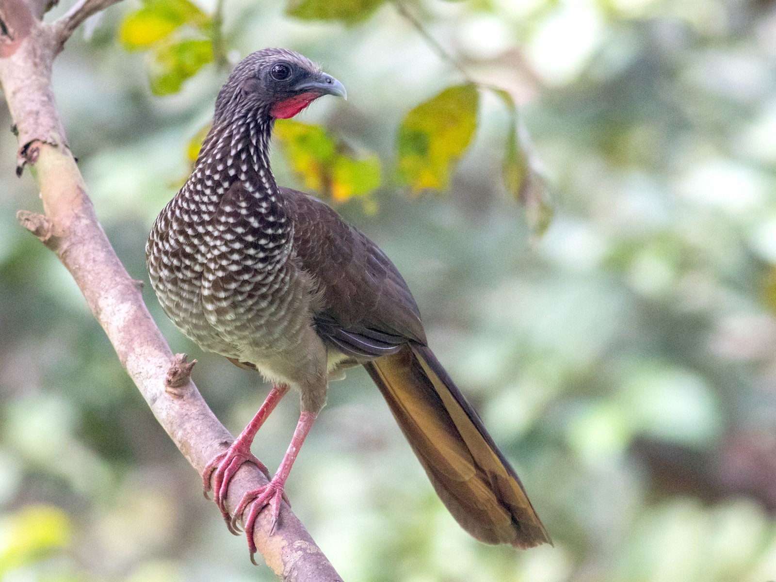 Speckled Chachalaca - eBird