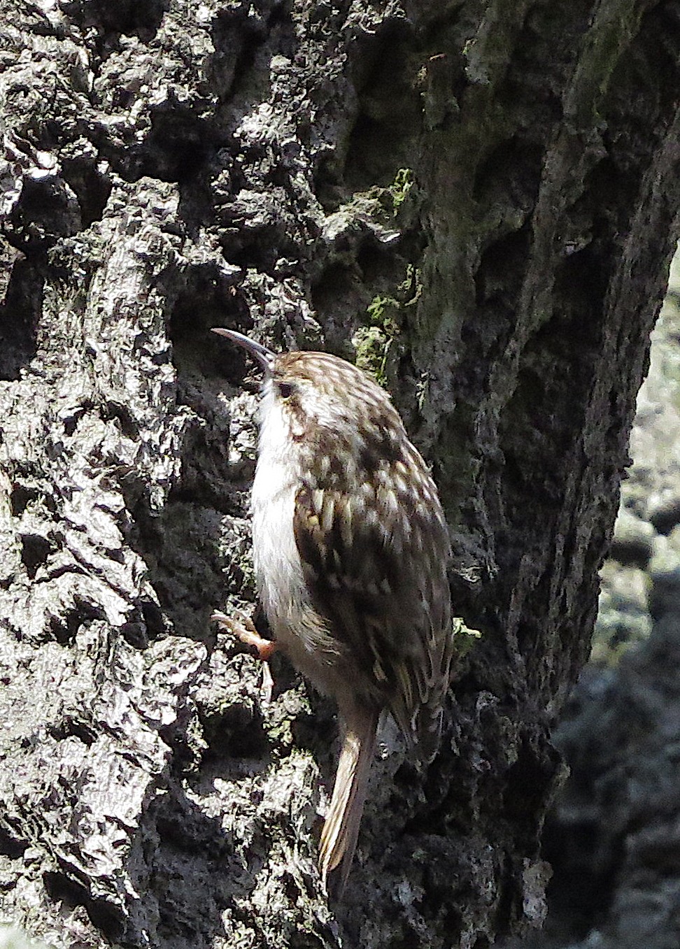 treecreeper sp. - eBird