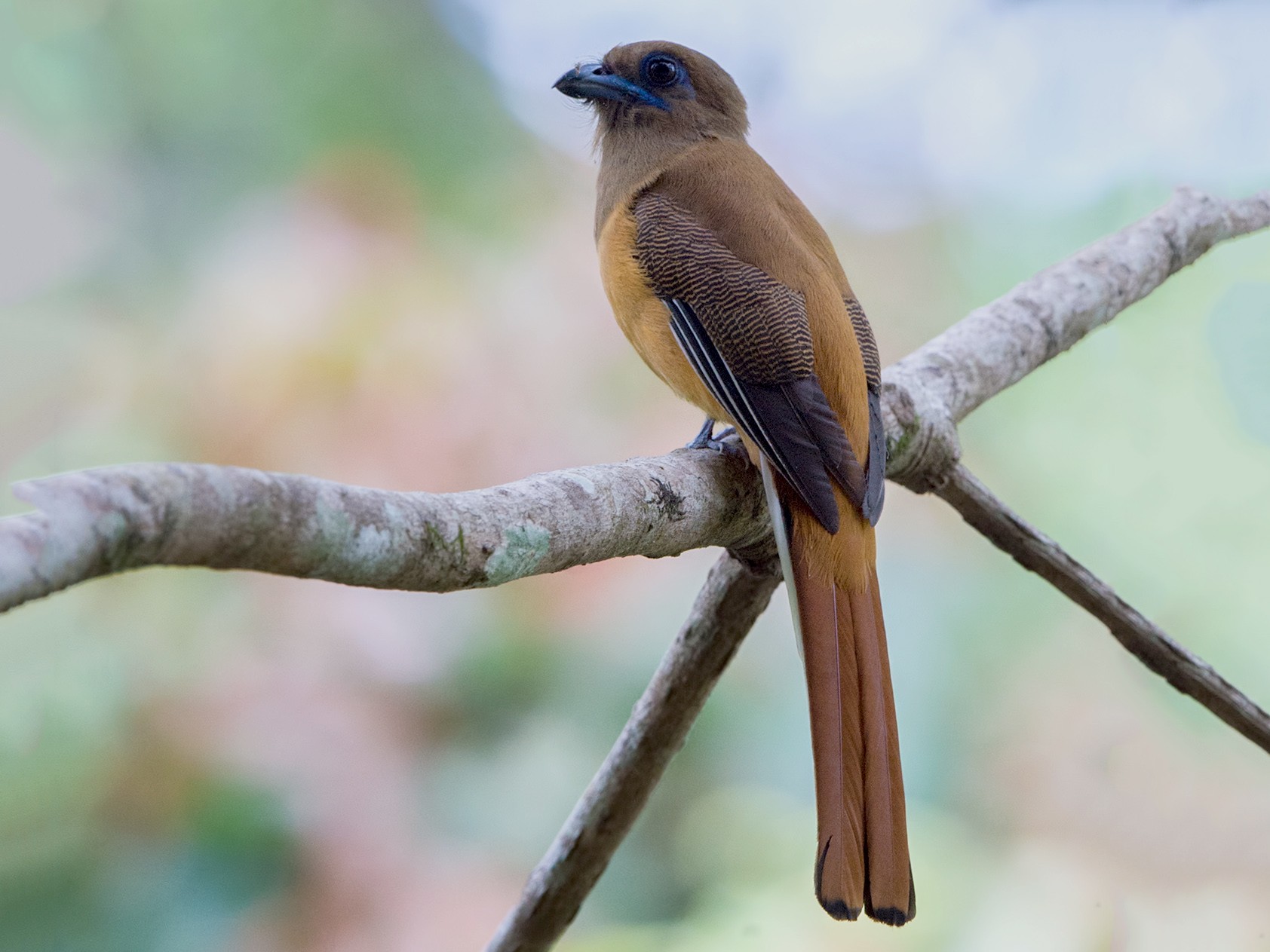 Malabar Trogon - eBird