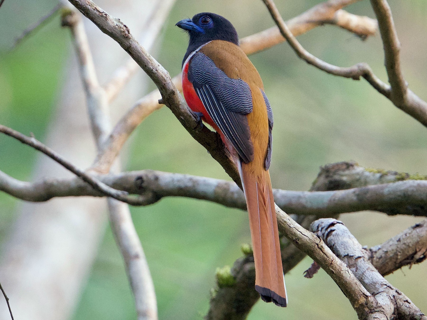 Malabar Trogon - eBird