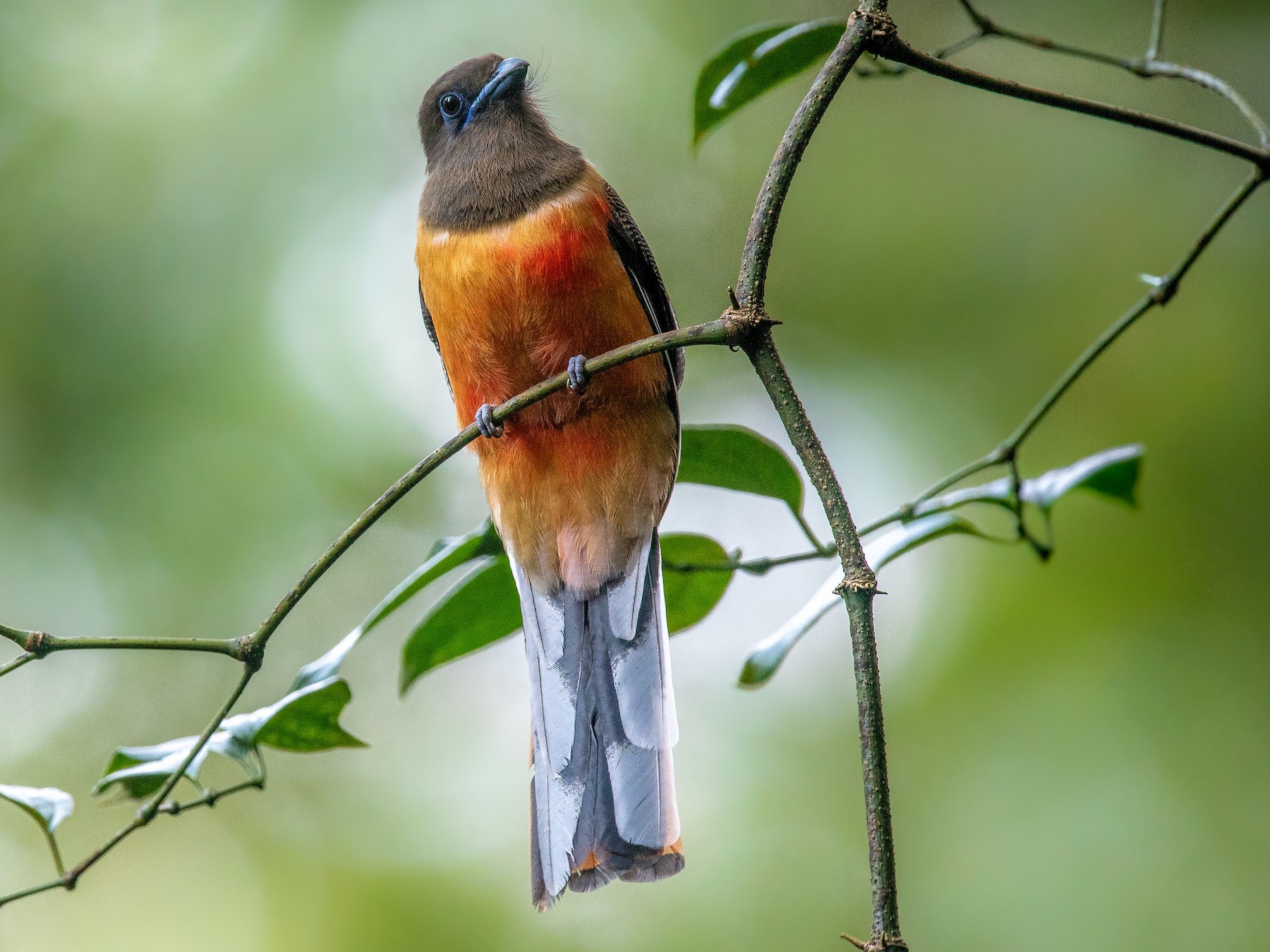 Malabar Trogon - eBird