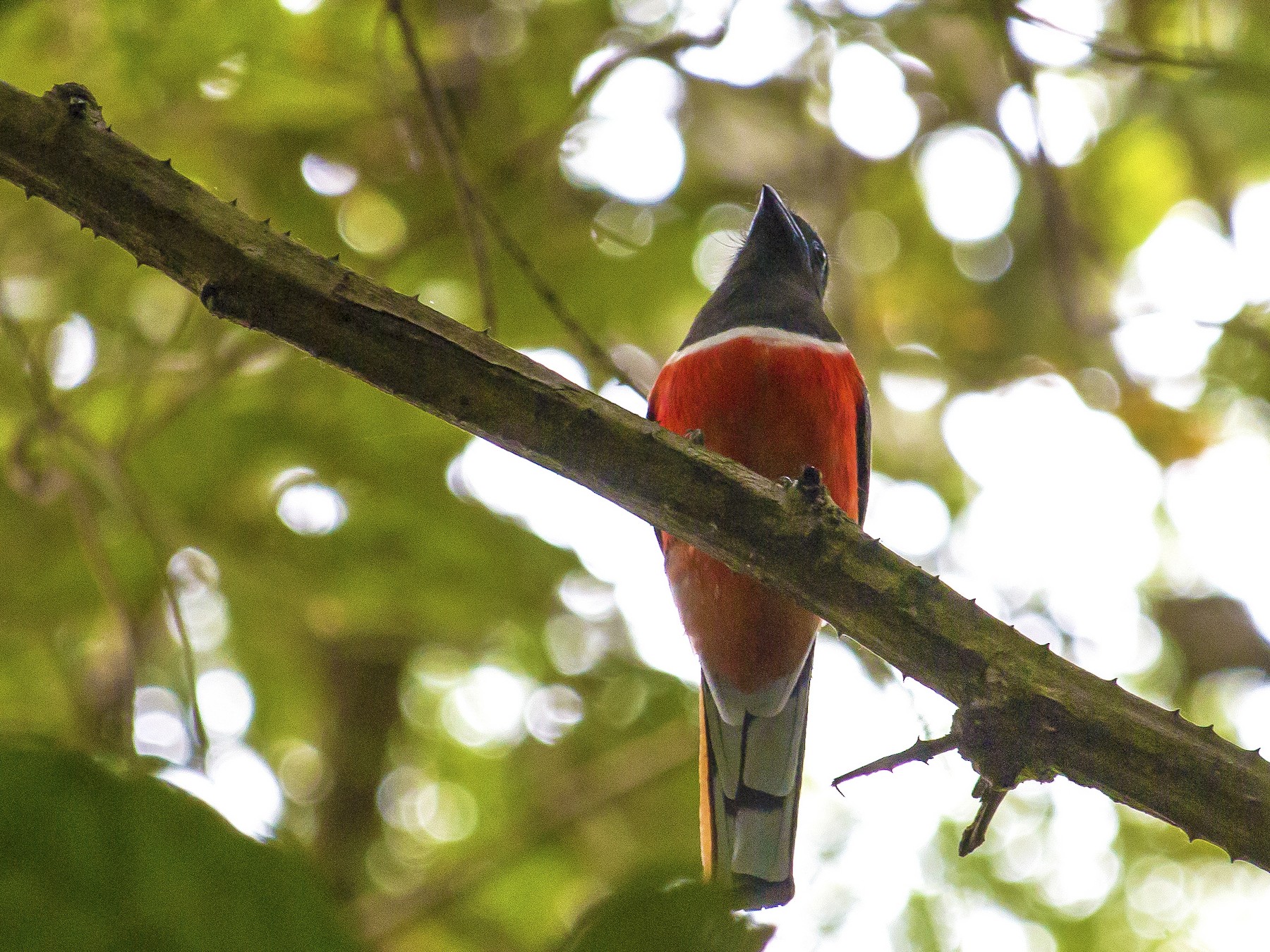 Malabar Trogon - eBird