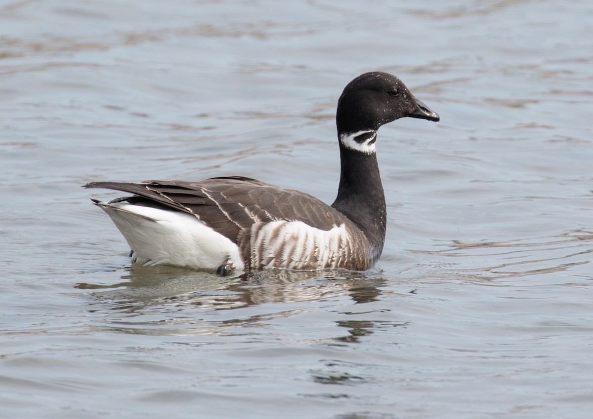 eBird Checklist - 17 Mar 2019 - 日立市--会瀬漁港 (Hitachi--Ose Fishing Port ...