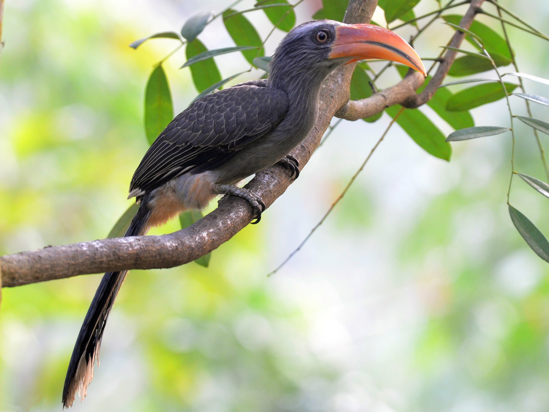 Malabar Grey Hornbill - eBird