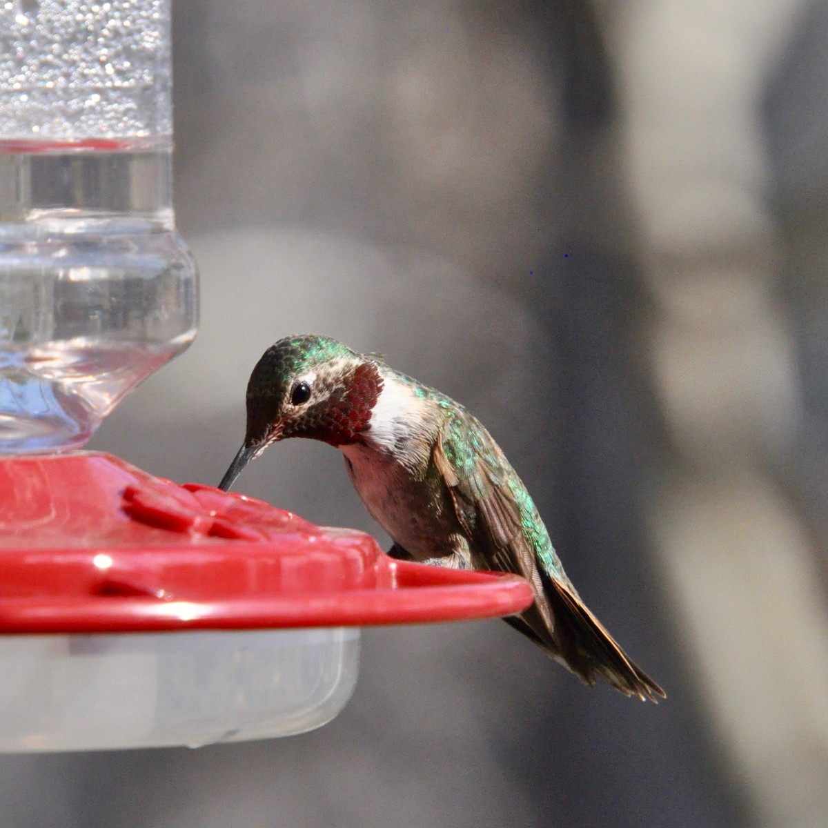 eBird Checklist - 17 Aug 2018 - Casper Mountain County Park - 8 species