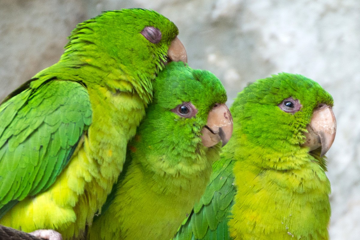 Las fotos en eBird sugieren una técnica para identificación en campo ...