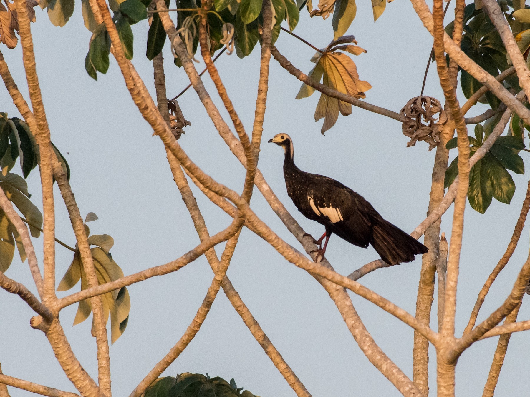 Jacutinga-de-garganta-azul - eBird
