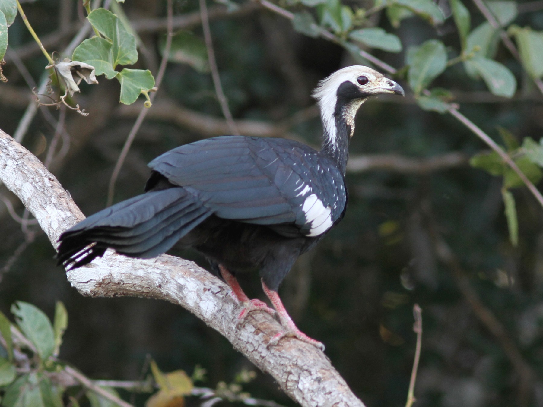 Jacutinga-de-garganta-azul - eBird