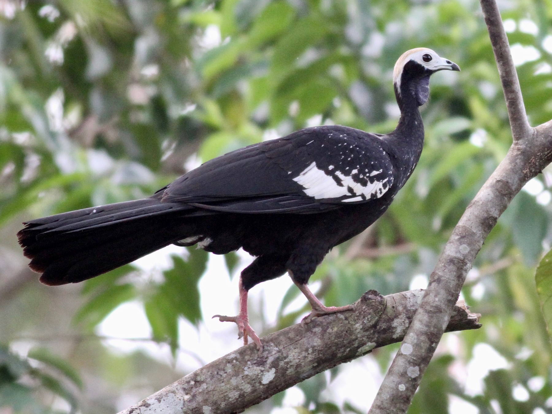 Blue-throated Piping-Guan - eBird