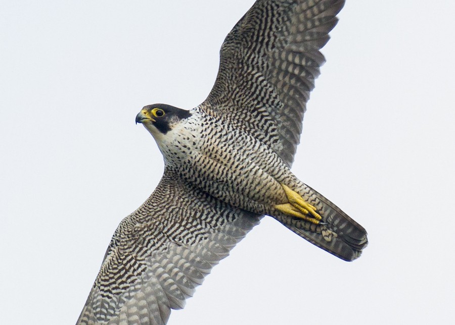 Peregrine Falcon (Eurasian) - eBird