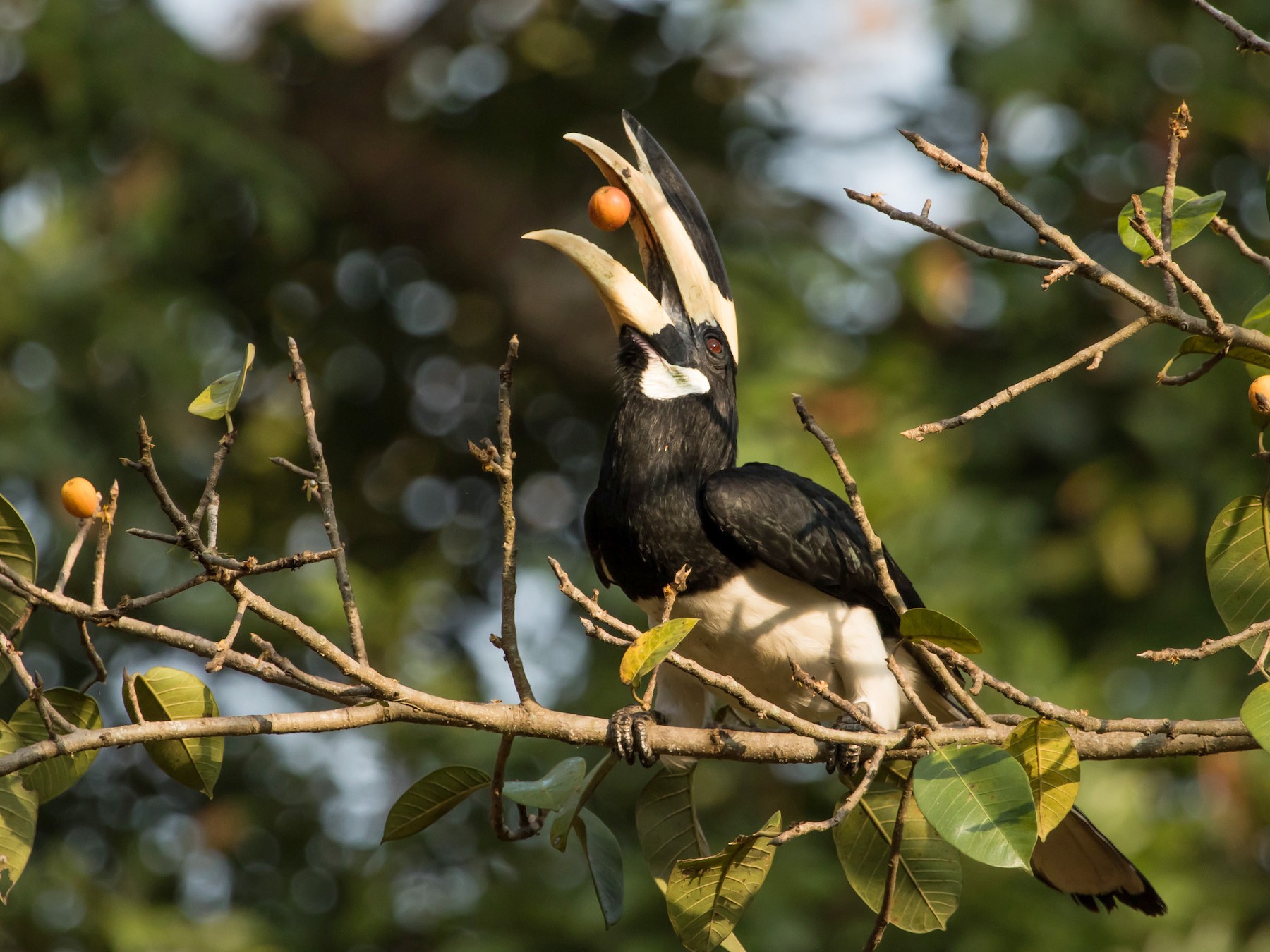 Malabar Pied-Hornbill - eBird