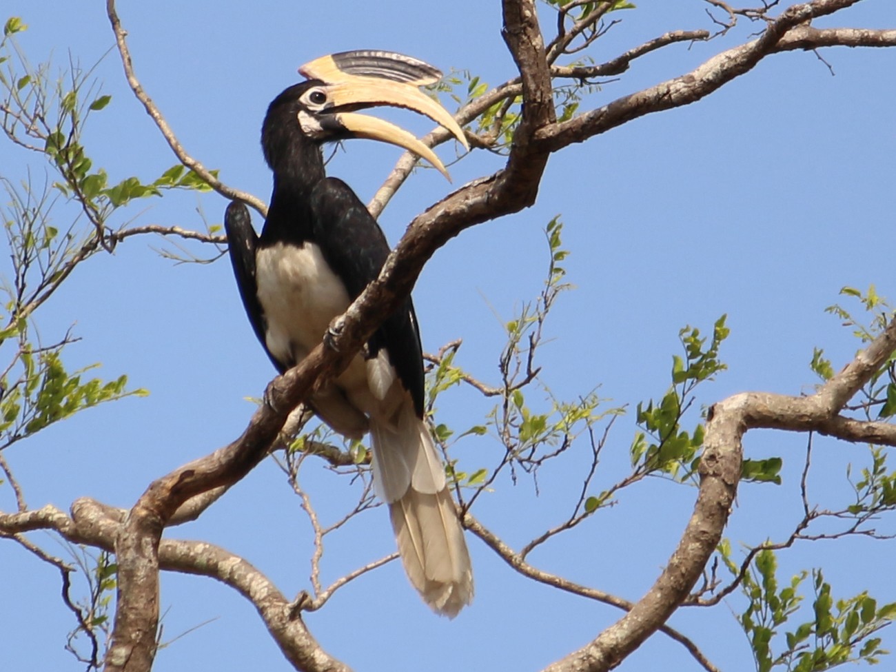 Malabar Pied-Hornbill - eBird