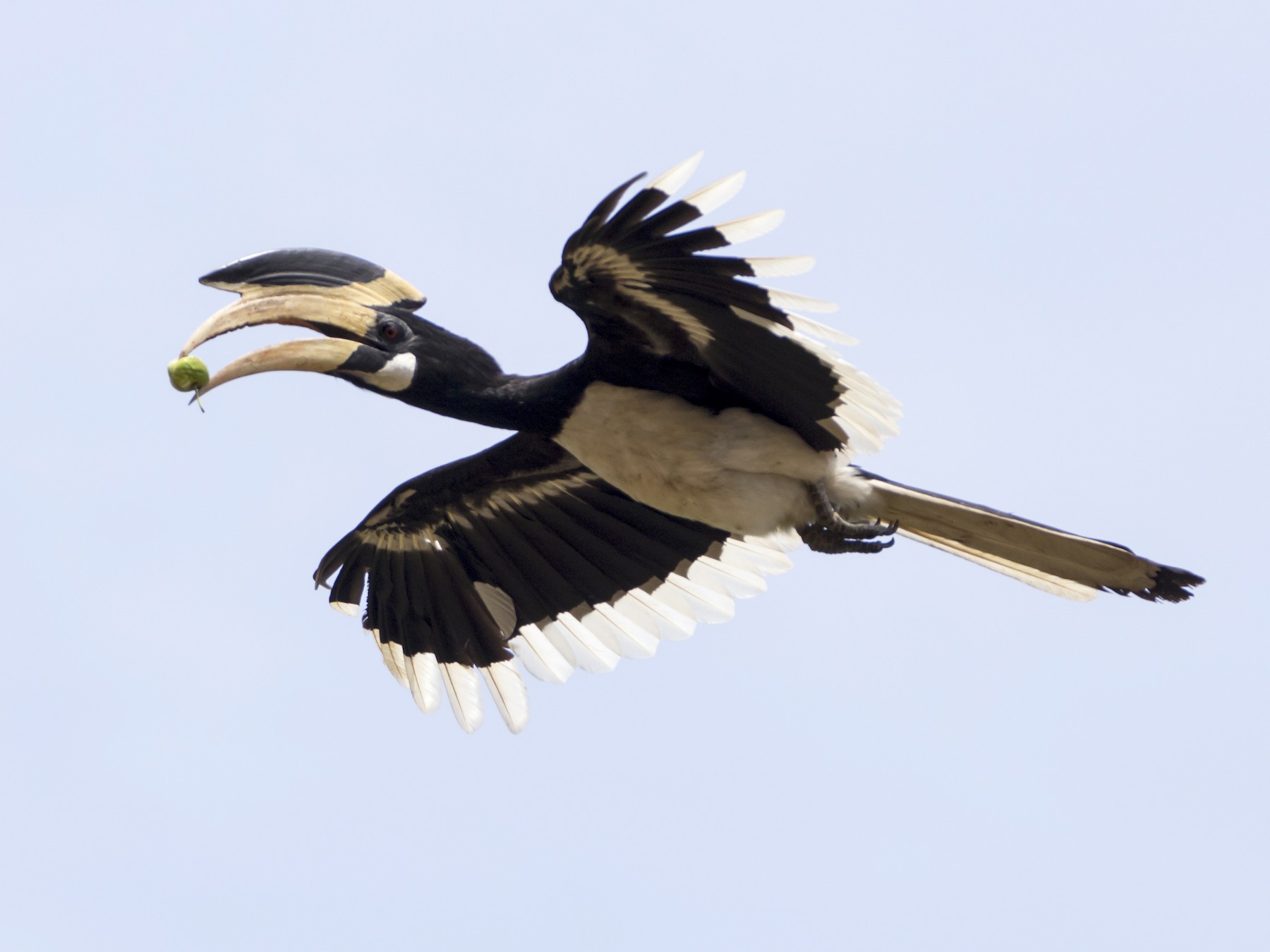 Malabar Pied-Hornbill - eBird