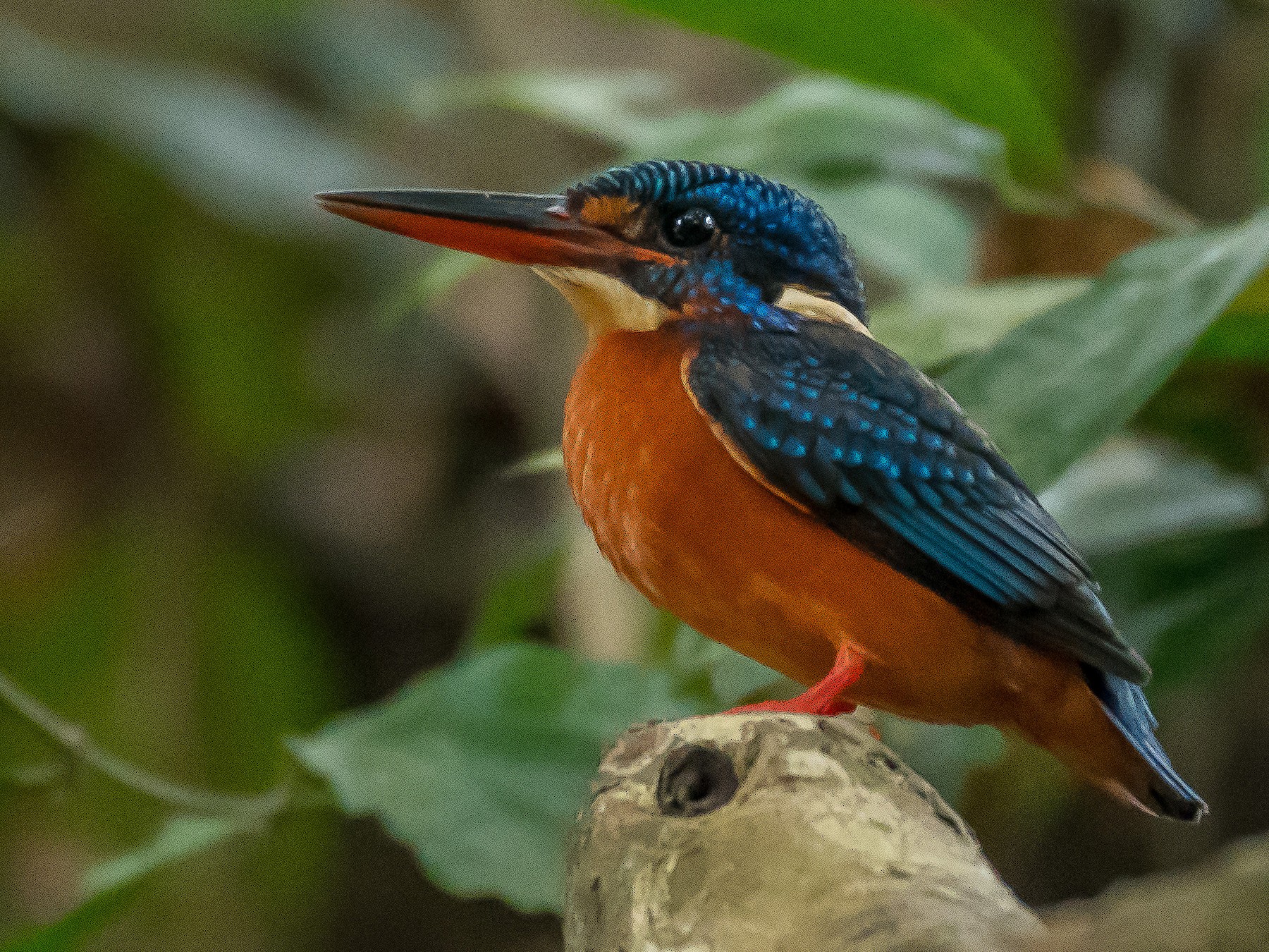 Blue-eared Kingfisher - eBird