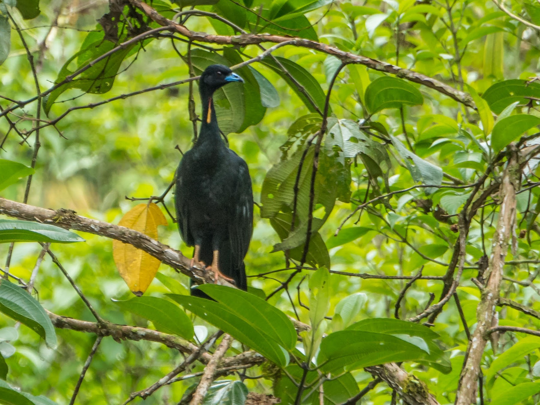 Wattled Guan - eBird