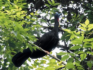 Wattled Guan - eBird