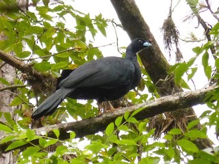 Wattled Guan - eBird