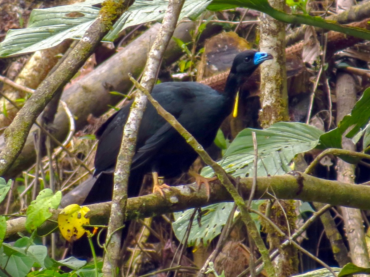 Wattled Guan - Aburria aburri - Birds of the World