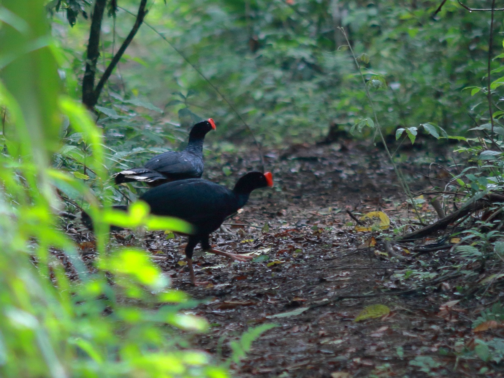Razor-billed Curassow - eBird