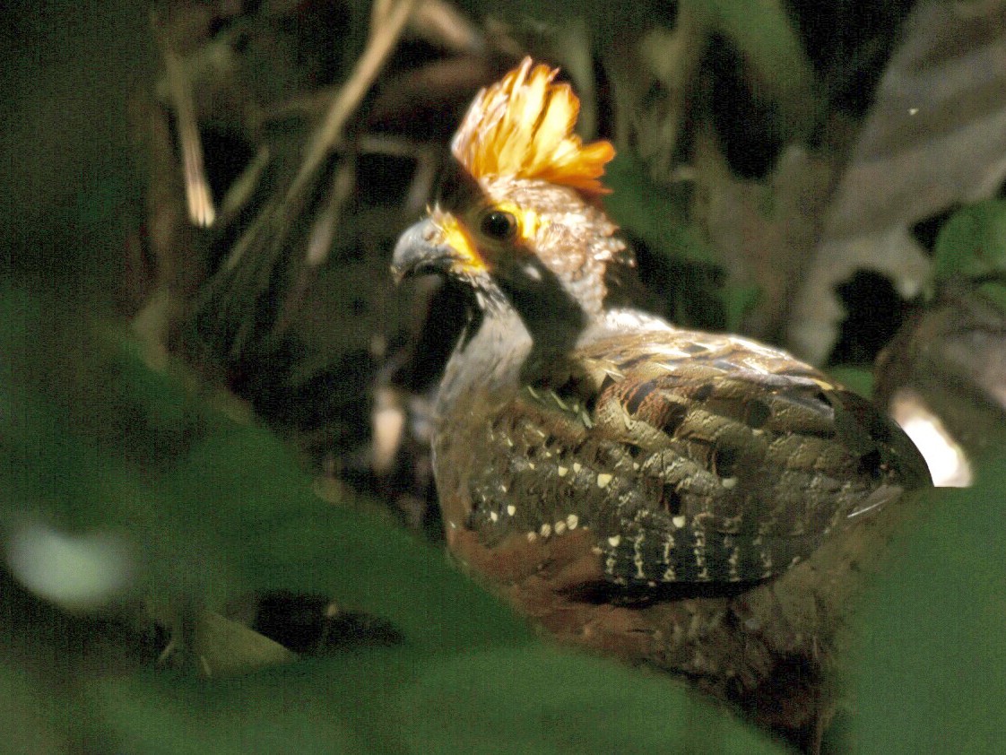 Starred Wood-Quail - eBird