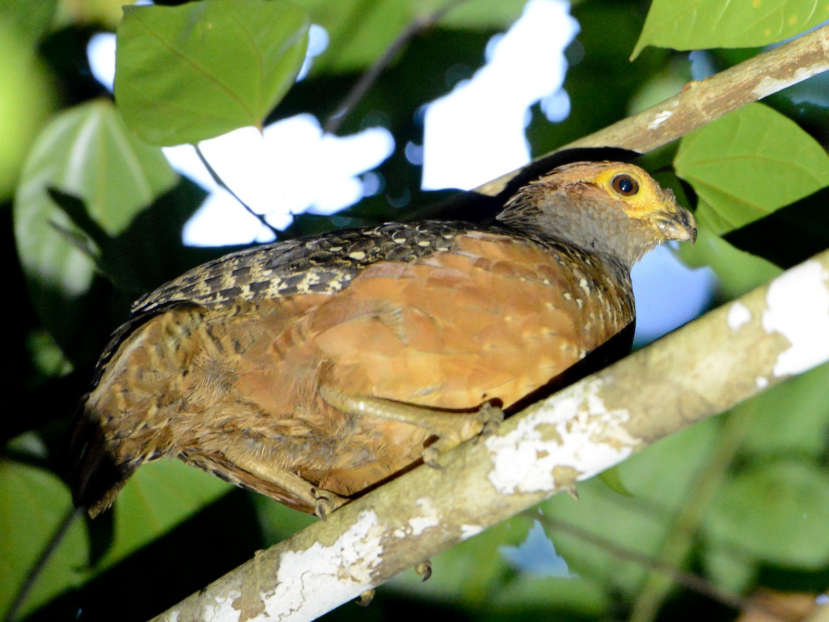 Starred Wood-Quail - Odontophorus stellatus - Birds of the World