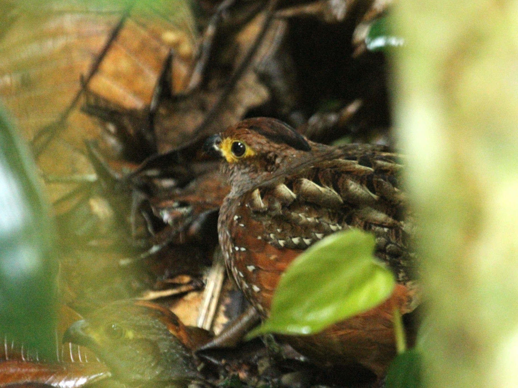 Starred Wood-Quail - eBird