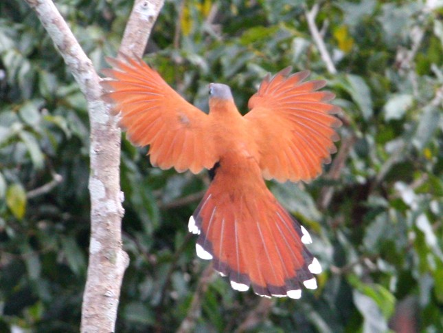 Black-bellied Cuckoo - eBird