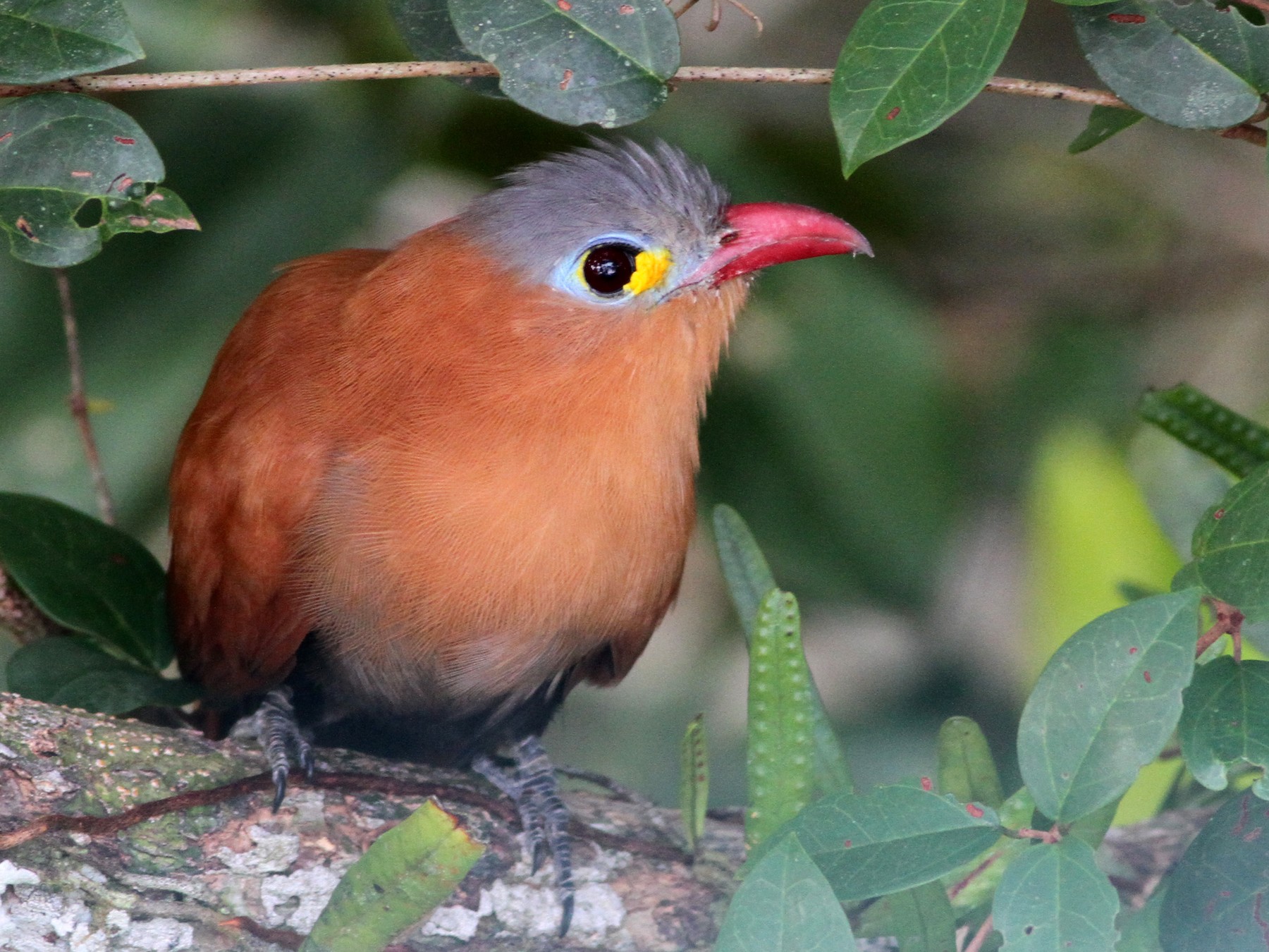 Black-bellied Cuckoo - eBird