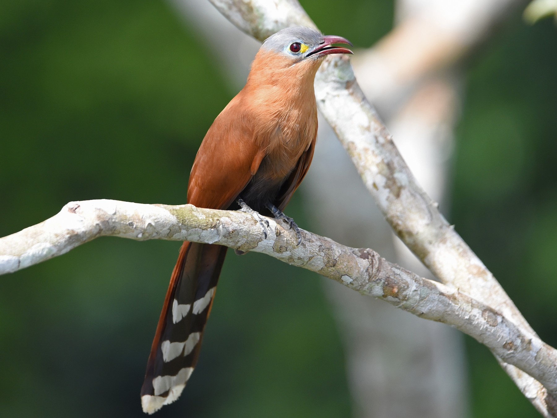 Black-bellied Cuckoo - eBird