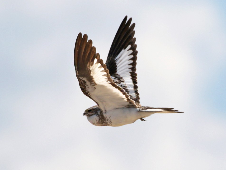 Sand-colored Nighthawk - eBird